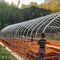 China Single Span Plastic Film Tunnel Greenhouse for Agricultural Plants Growing for sale