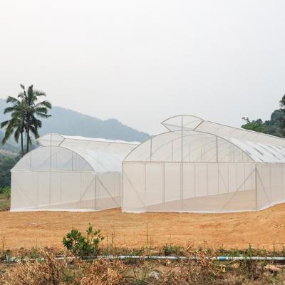 China Top Vent Automatic Multi Tunnel Umbrella Single Span Greenhouse For Tomato Planting for sale