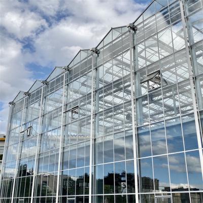 China Venlo Automated Plant Hydroponic Tempered Glass Greenhouse Multi Span Agricultural for sale