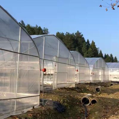 China High Tunnel Plastic Film Single-Span Greenhouse Poly Tunnel 8m For Vegetable for sale