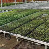 China Silver Custom Greenhouse Benches Movable Seedling Bed Rolling Breeding for sale