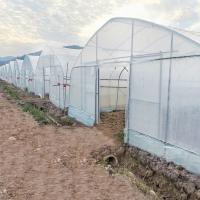 China Commercial Climate Control Cooling System Single Tunnel Greenhouse For Agriculture Farming for sale