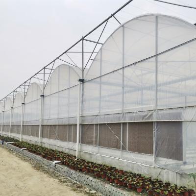 China Tomato Commercial Hydroponic System Multispan Greenhouse With Climate Control Systems for sale