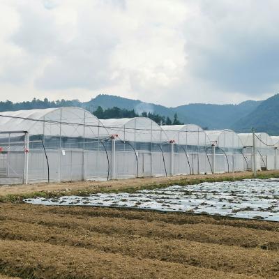 China Large Size Multi-span Arch Plastic Film Greenhouse Hot Dip Galvanized Steel Plastic Agriculture Greenhouse for sale
