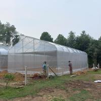 China UV Film Agriculture Top Vent Tunnel Plastic Greenhouse Single Span Customized for sale