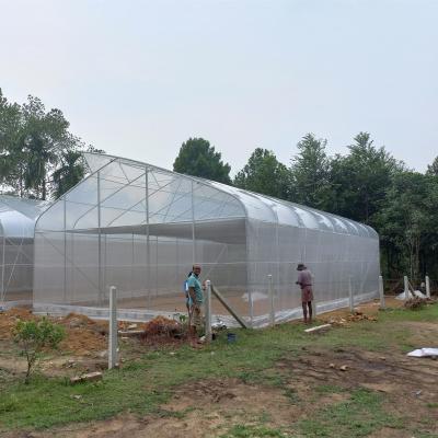 China UV Film Agriculture Top Vent Tunnel Plastic Greenhouse Single Span Customized for sale