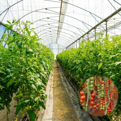 China ISO9001 Side Ventilation System Tunnel Plastic Greenhouse Single Span for sale