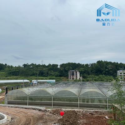 China Intelligent Galvanized Tube Steel Pipe Tomato Plastic Film Arch Hothouse Agricultural Multi-span Greenhouse For Sale for sale