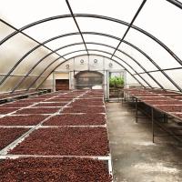 China Fast Delivery 8*26 Meters Single Sun Dryer Greenhouse Food Drying Solar Dry Greenhouse for sale
