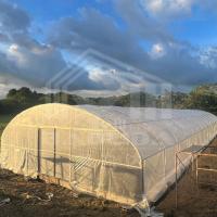 China Agriculture Plants Growing Tunnel Greenhouse Sale Online 20m Tunnel Single-span Greenhouse for sale