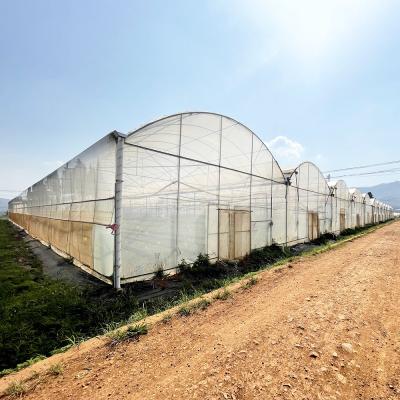 China Agriculture Large Green House Metal Frame Multispan Vegetables Growing Tunnel Multi Span Film Greenhouse for sale