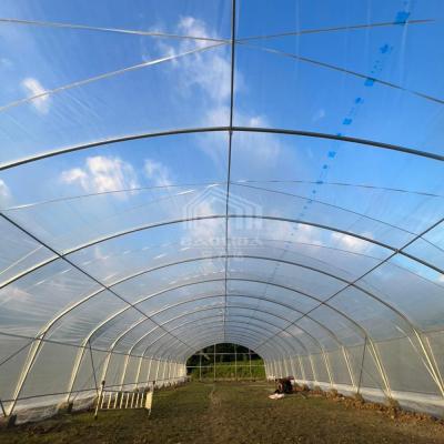 China 6x15m Multipurpose Tunnel Greenhouse With Superior Light Transmission for sale