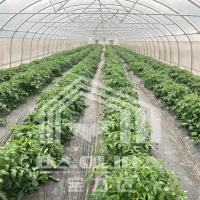 China Economical Tunnel Greenhouse with Side Ventilation for Plant Growth for sale