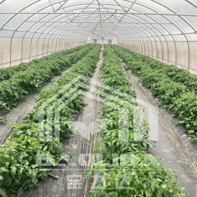 China Economical Tunnel Greenhouse with Side Ventilation for Plant Growth for sale