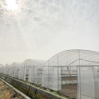 China Customized Agricultural Tunnel Greenhouse With PE Film Covering for sale