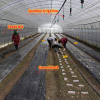 China Vegetable Mushroom Planting Shading Greenhouse With Black White Covering And Film Shade Net for sale