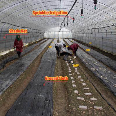 China Vegetable Mushroom Planting Shading Greenhouse With Black White Covering And Film Shade Net for sale