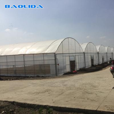 China 8-60m Length High Tunnel Plastic Film Greenhouse Customizable Size For Agriculture And Flower Production for sale
