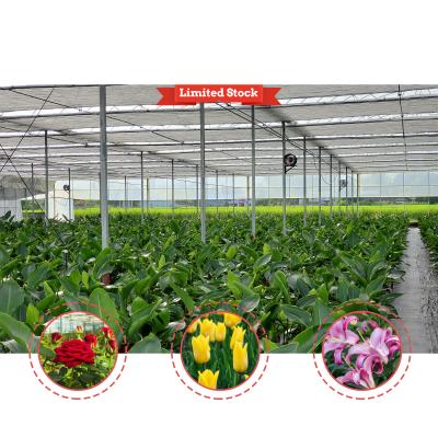China Vegetable Farming Solution 8-60m Customizable Size Agricultural Tunnel Greenhouse with Rolling Bench and Irrigation System for sale