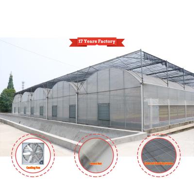 China Economical Custom Design Automatic Shading System Multi-span Strawberry Greenhouses for Vegetable Fruit for sale