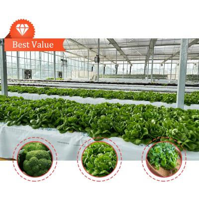 China High Intensity Multi-span Arch Plastic Film Greenhouse Hot Dip Galvanized Steel Pipe Agriculture Greenhouse for sale
