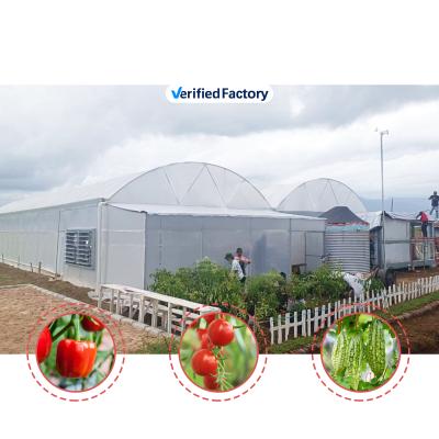 China Multi-Span Agricultural Greenhouse 6m-12m Width with 150/200micron PE Film for sale