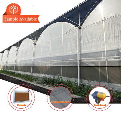 China Multi-Span Greenhouse 6.8m Span with 100-200micron PE Film for sale