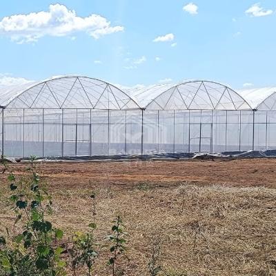 China Large Multi-Span PE Greenhouse 50-100m Length 7-10m Width for sale