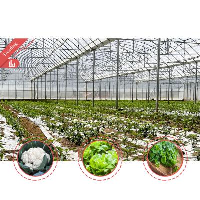 China 24x40m Galvanized Steel Greenhouse with 150micron PE Film for sale