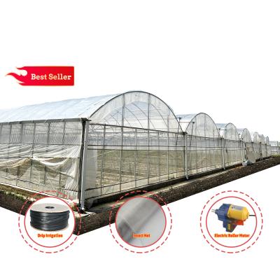 China Strawberry Growing Side Ventilation Single Span Greenhouse For Agriculture for sale