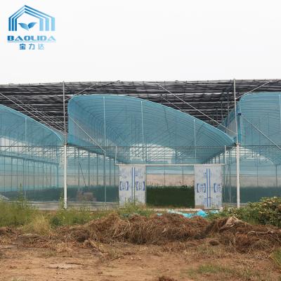 China Large Multi-Span PE Film Greenhouse 6m-12m Width 10 Years Warranty for sale