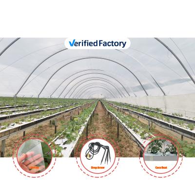 China Large Size Multi-Span Greenhouse with PE Film Covering and Hot Galvanized Steel Frame for Fruits Growing for sale