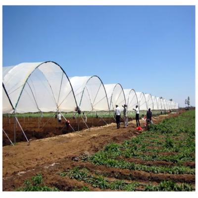 China Low Cost Plastic Film Rain Shelter Greenhouse for Berry Planting with Large Size Customizable Dimensions for sale