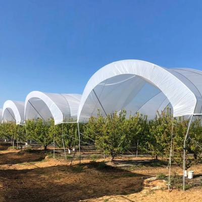 China Hot Galvanized Steel Frame Multi-Span Greenhouse with PE Film Covering and Customizable Size for Berry Planting for sale