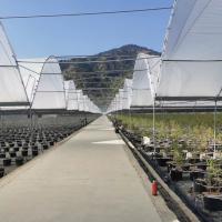 China Large Size PE Material Rain Shelter Greenhouse with Hot Galvanized Steel Frame for Plants Cultivation for sale