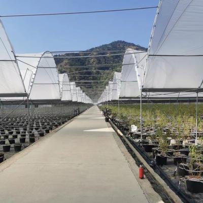 China Large Size PE Material Rain Shelter Greenhouse with Hot Galvanized Steel Frame for Plants Cultivation for sale