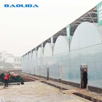 China Agriculture Poly Tech Greenhouse Cultivation Or Breeding Easy To Construct for sale