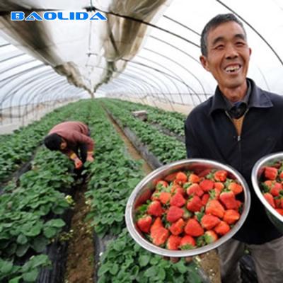 China Agriculture Single Span Hot Dip Galvanized Pipe Tunnel Plastic Greenhouse For Strawberry for sale