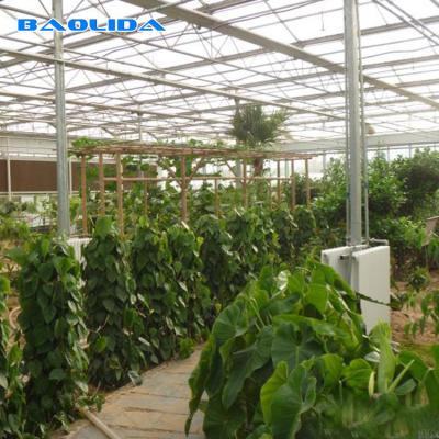 China Industrial Multi Span Greenhouse / Pe Film Greenhouse Sheet Covering for sale