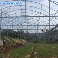 China Agriculture Natural Ventilation Greenhouse Temperature Control Multi Span Greenhouse for sale