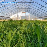 China Single Span Tunnel Growing Agricultural Sun Master Plastic Film Greenhouse for sale