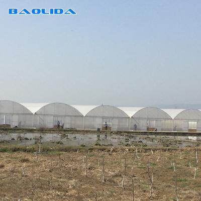 China Agricultural Commercial Industrial Plastic Film Tomato Grow System 150 Micro Multi Span Greenhouse for sale
