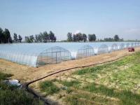 China Tunnel Cover Reinforced Clear Poly Sheeting Polyethylene Film Greenhouse for sale