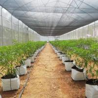 China Galvanized Steel Structure PE Plastic Tunnel Greenhouse Polyethylene Film Greenhouse for sale
