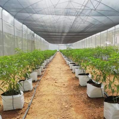 China Galvanized Steel Structure PE Plastic Tunnel Greenhouse Polyethylene Film Greenhouse for sale