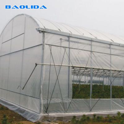 China Galvanized Single Span Plastic Tunnel Greenhouse Customized Vegetable Growing for sale