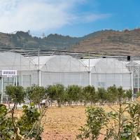 China Agriculture Plants Growing Multispan Greenhouse Cooling System With Top / Sides Ventilation for sale