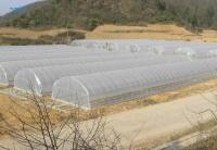 China Hot Dip Galvanized Area Ecological Agricultural Greenhouse Plastic Film Greenhouse for sale