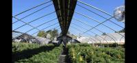 China Light Deprivation Greenhouse 10m*100m For Hydroponic Hemp Growing for sale