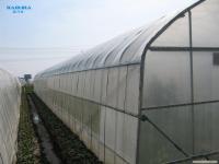 China Tunnel Single Span Greenhouse For Vegetables Growing Agricultural Farming for sale